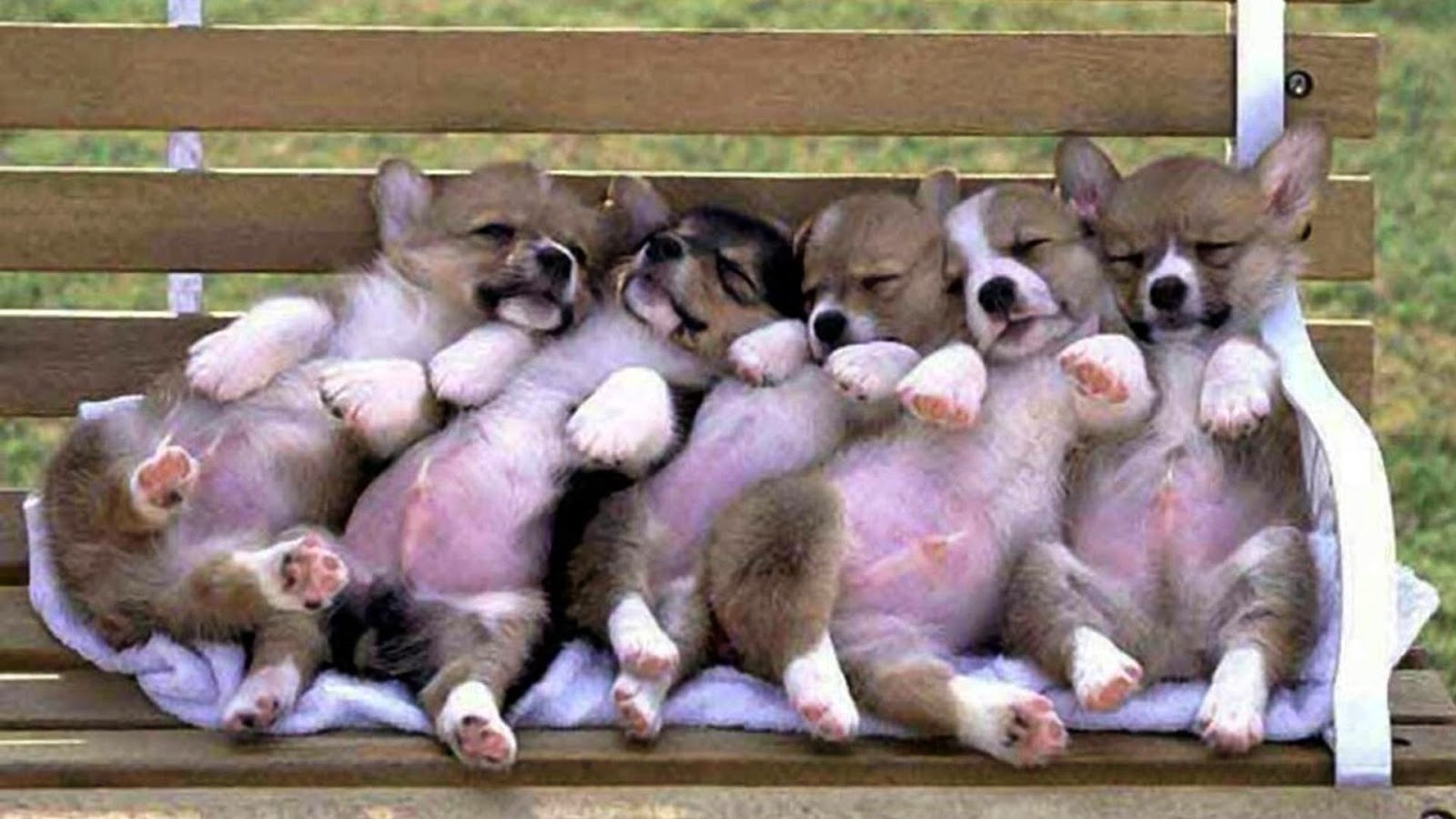 Cute Funny Puppies Free HD Wallpapers - Planet Wallpapers